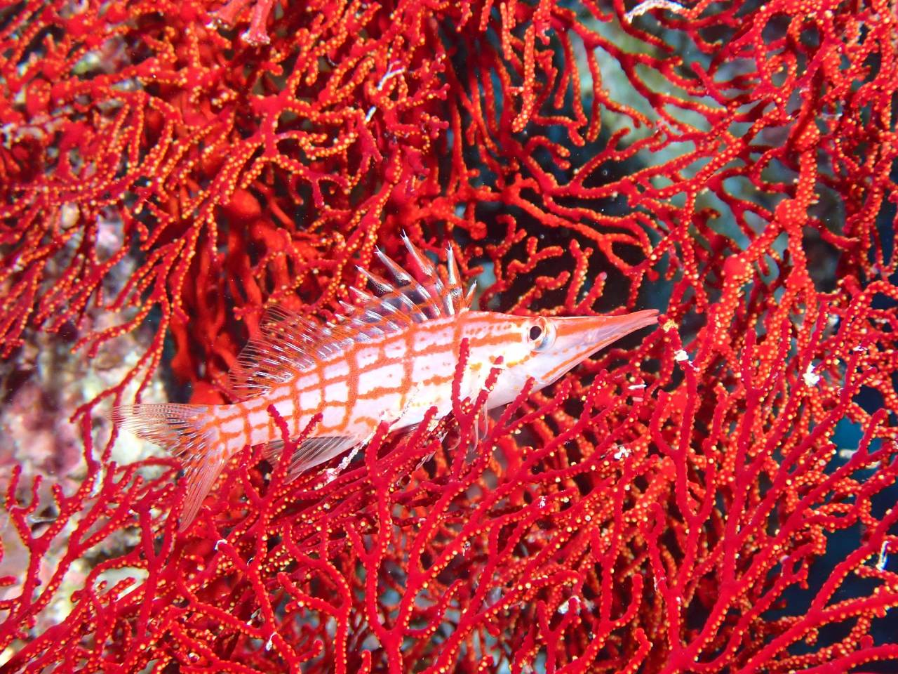 PB241011 - 石垣島ダイビングショップ【ナビィダイビング石垣島】