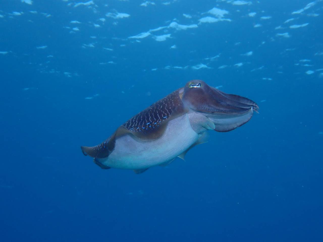 P3280414 - 石垣島ダイビングショップ【ナビィダイビング石垣島】